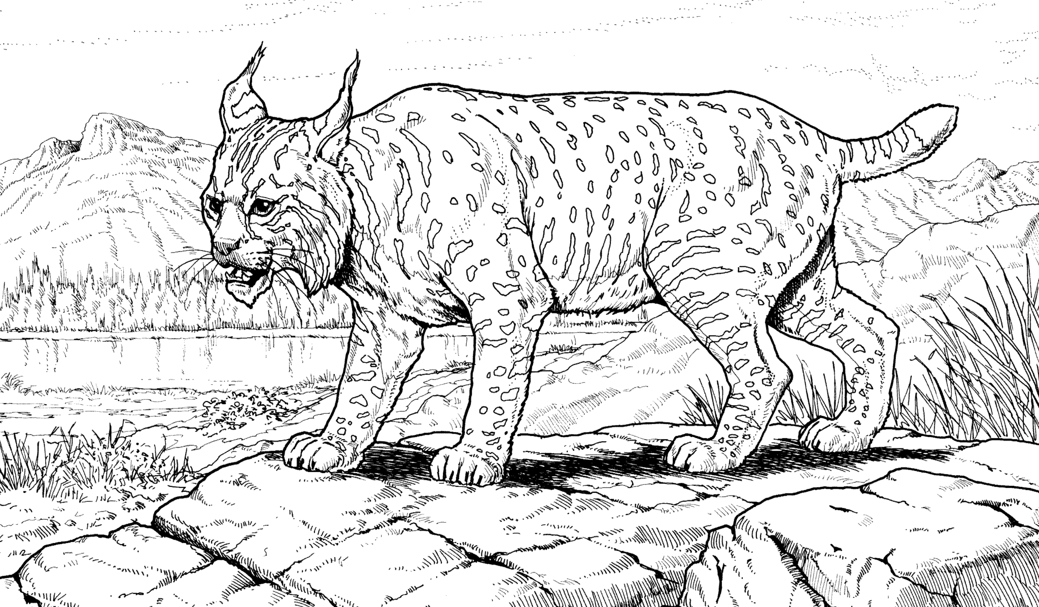 Anatolian Lynx Coloring Page » Turkau