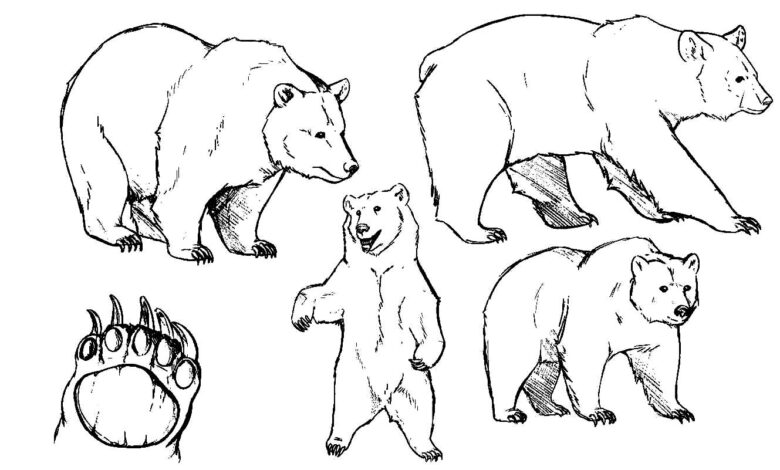 Bear Coloring Page » Turkau