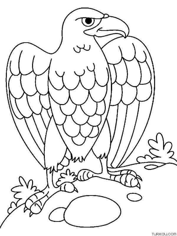 Flying Eagle Coloring Page » Turkau