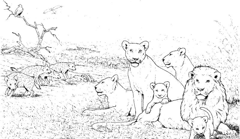 Realistic Animals Coloring Page » Turkau