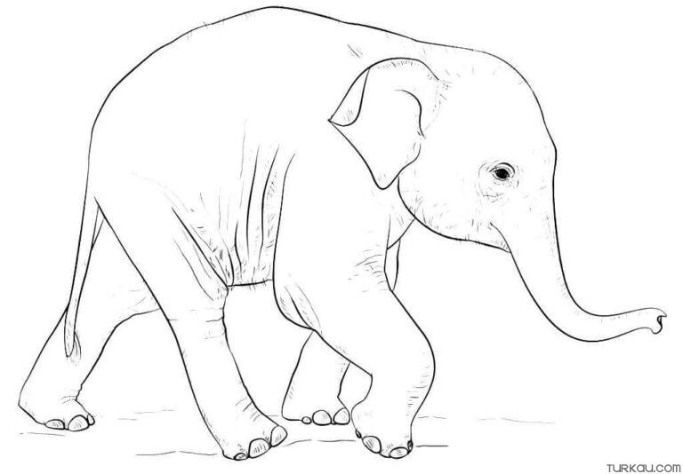 Realistic Baby Elephant Drawing Coloring Page » Turkau