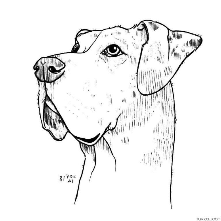 Great Dane Coloring Page » Turkau