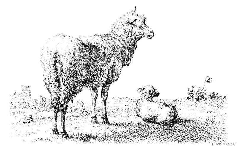 Animal Sheep Drawings Coloring Page » Turkau