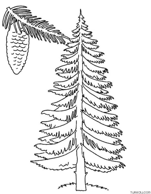 Preschool Tree Coloring Page » Turkau