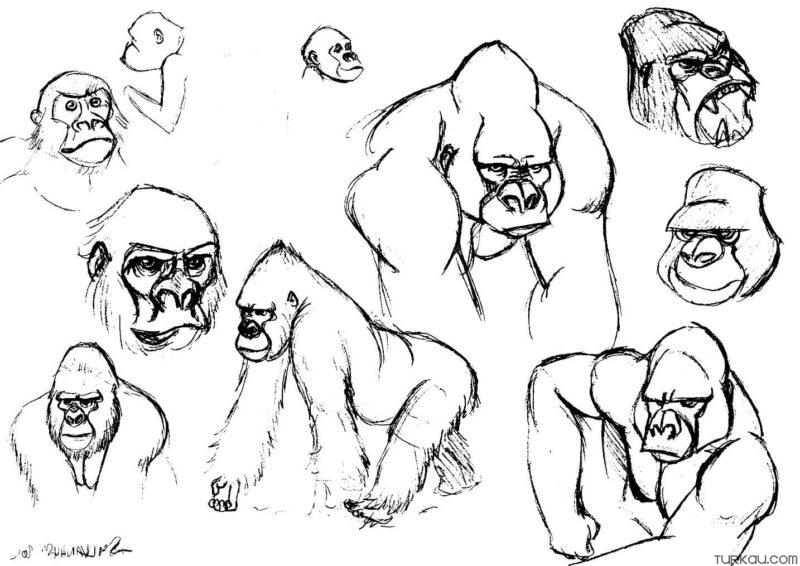 Gorilla Drawings Coloring Page » Turkau