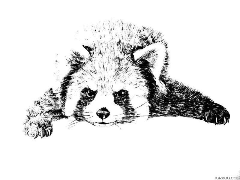 Red Panda Coloring Page » Turkau