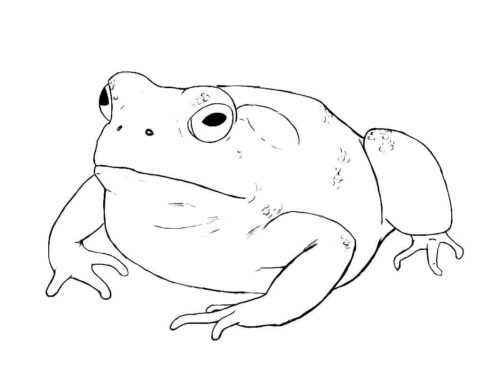 Toad Coloring Page » Turkau