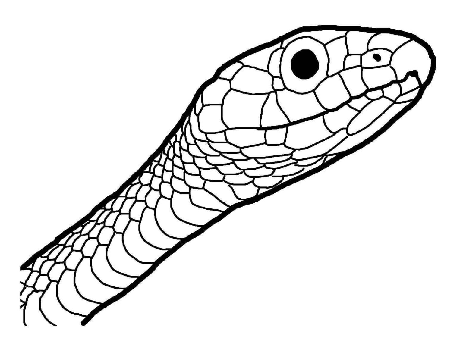 Snake Head Coloring Page Turkau
