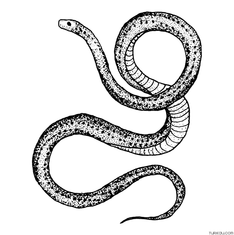 Minimal Realistic Snake Coloring Page » Turkau