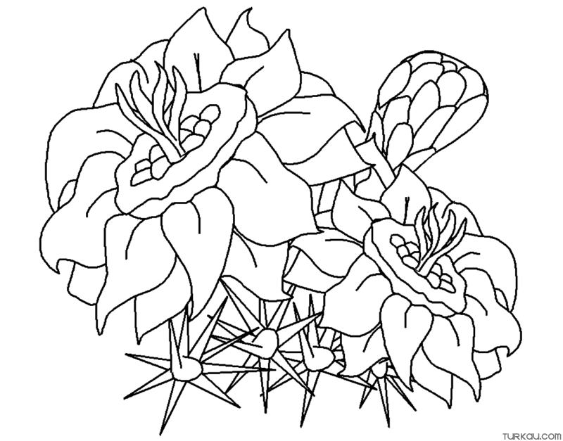 PA State Flower Coloring Page » Turkau