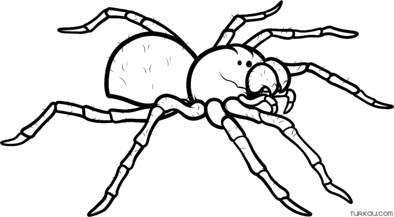 Realistic Spider Web Coloring Page » Turkau