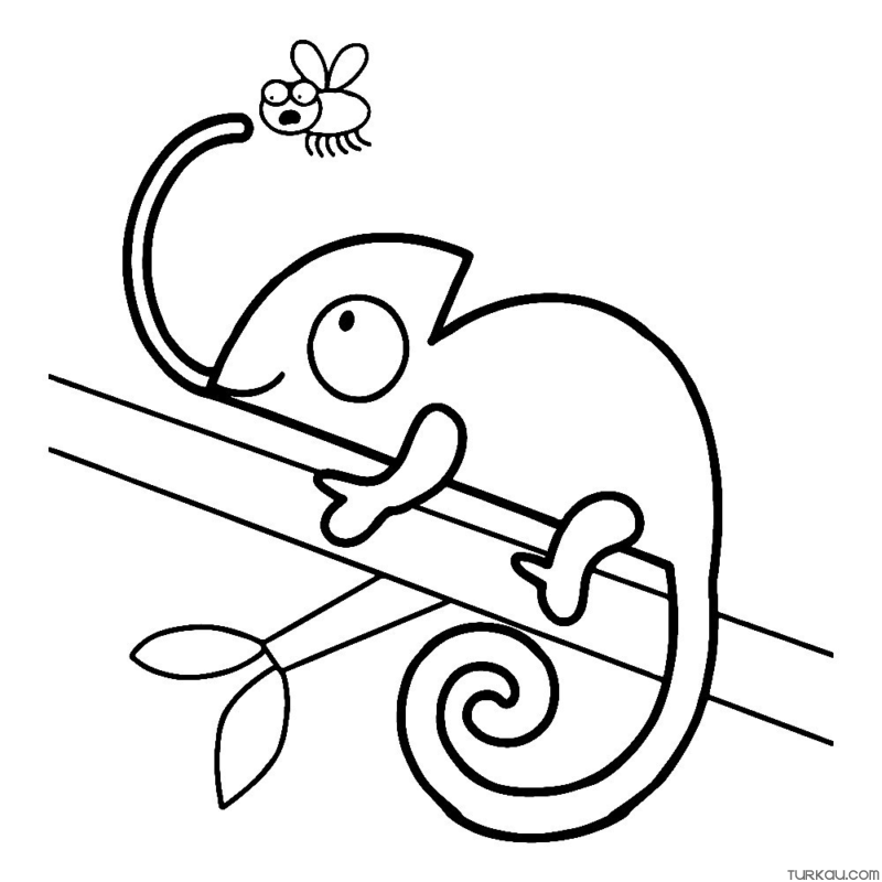 Animal Chameleon Easy Coloring Page » Turkau