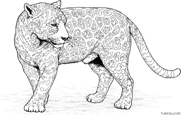Artistic Cheetah Coloring Page » Turkau