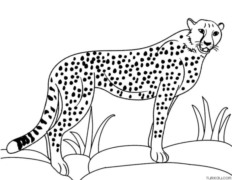 Cheetah Herbs Coloring Page » Turkau