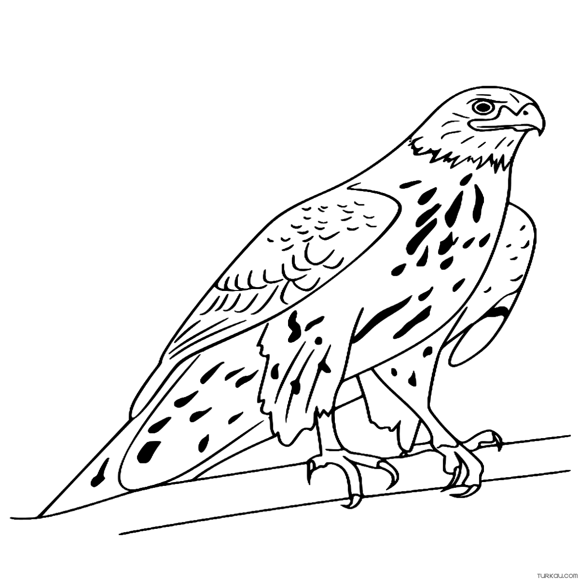 Animal Secretary Bird Coloring Page » Turkau