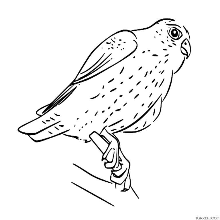 Animal Merlin Bird Coloring Page » Turkau