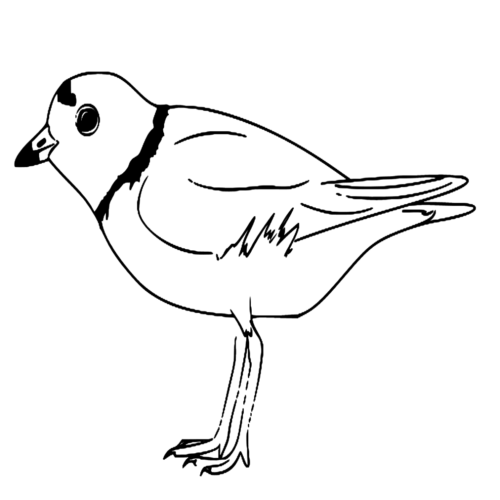 Animal Piping Plover Coloring Page » Turkau