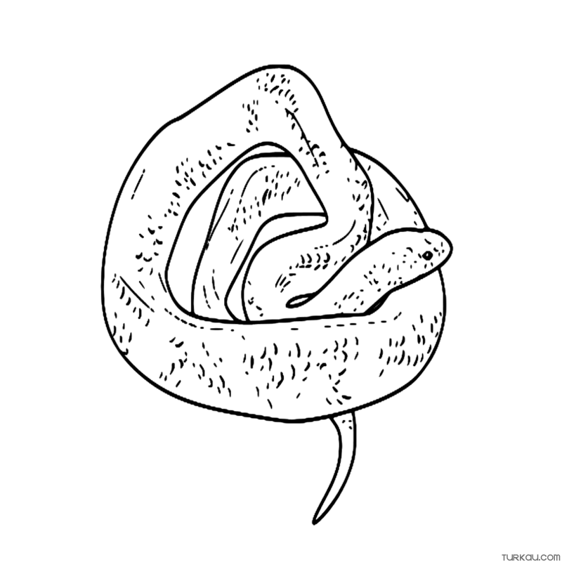 Animal Riental Indigo Snake Coloring Page » Turkau