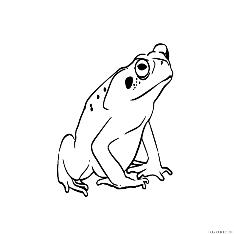 Animal Toad Coloring Page » Turkau