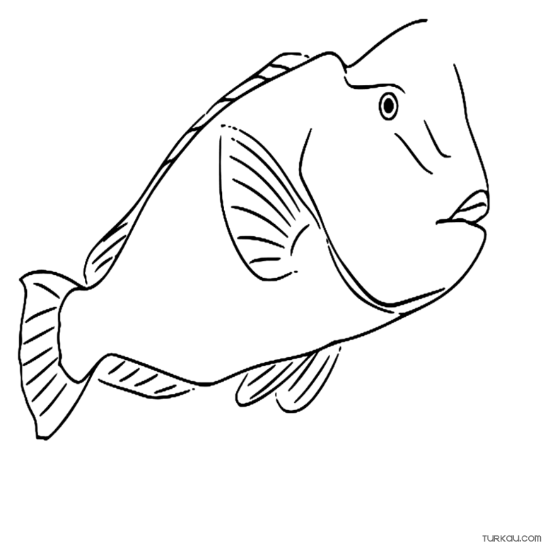 Bumphead Parrotfish Farm Animals Coloring Page » Turkau
